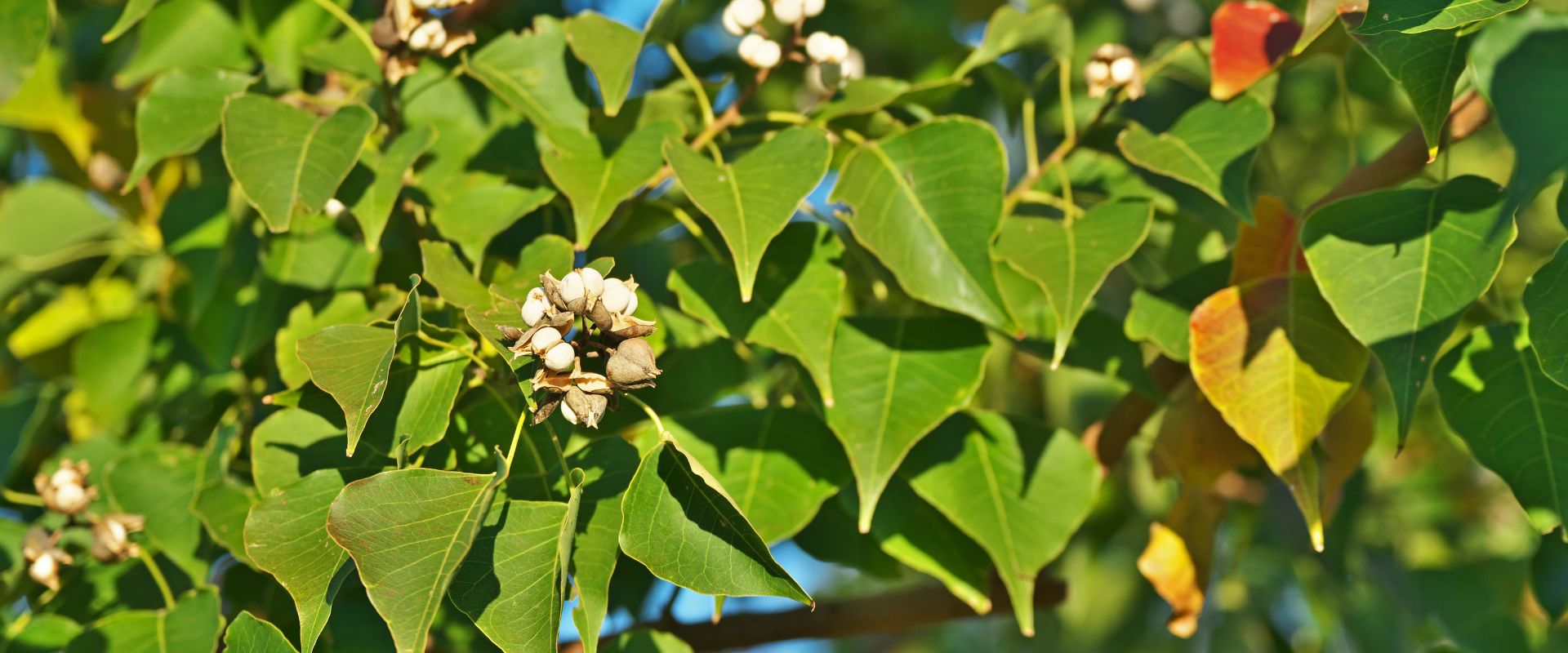 Chinese Tallow - Coastal Gardens Professionals