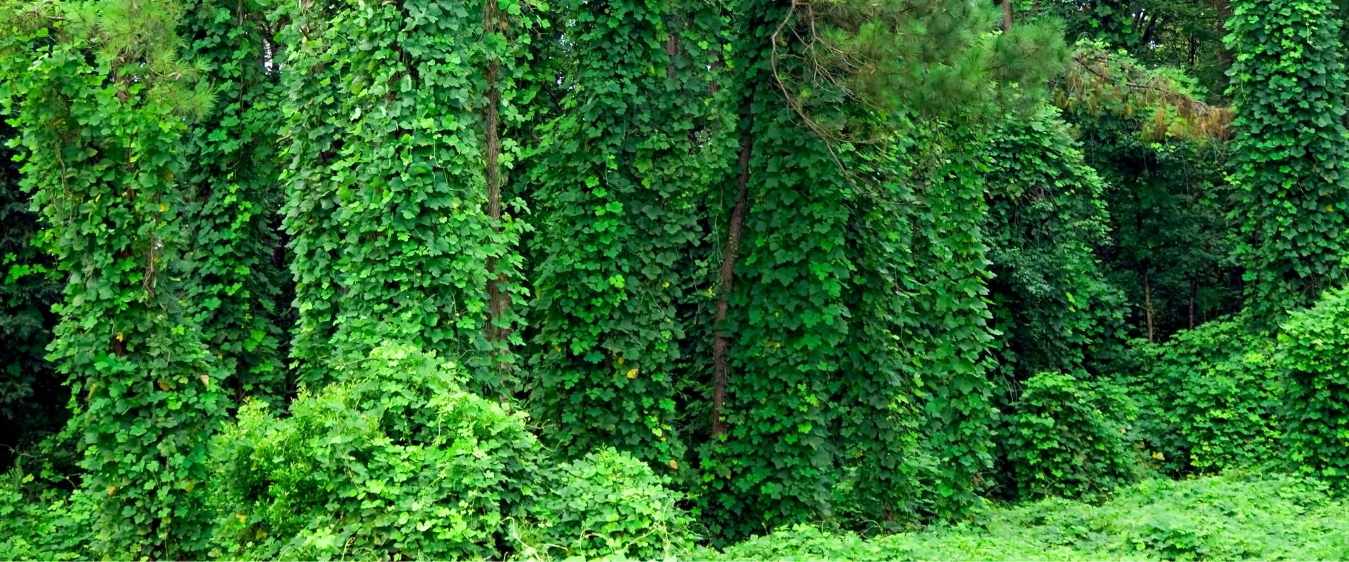 Watch for these Invasive Plants in Palm Beach - Coastal Gardens ...