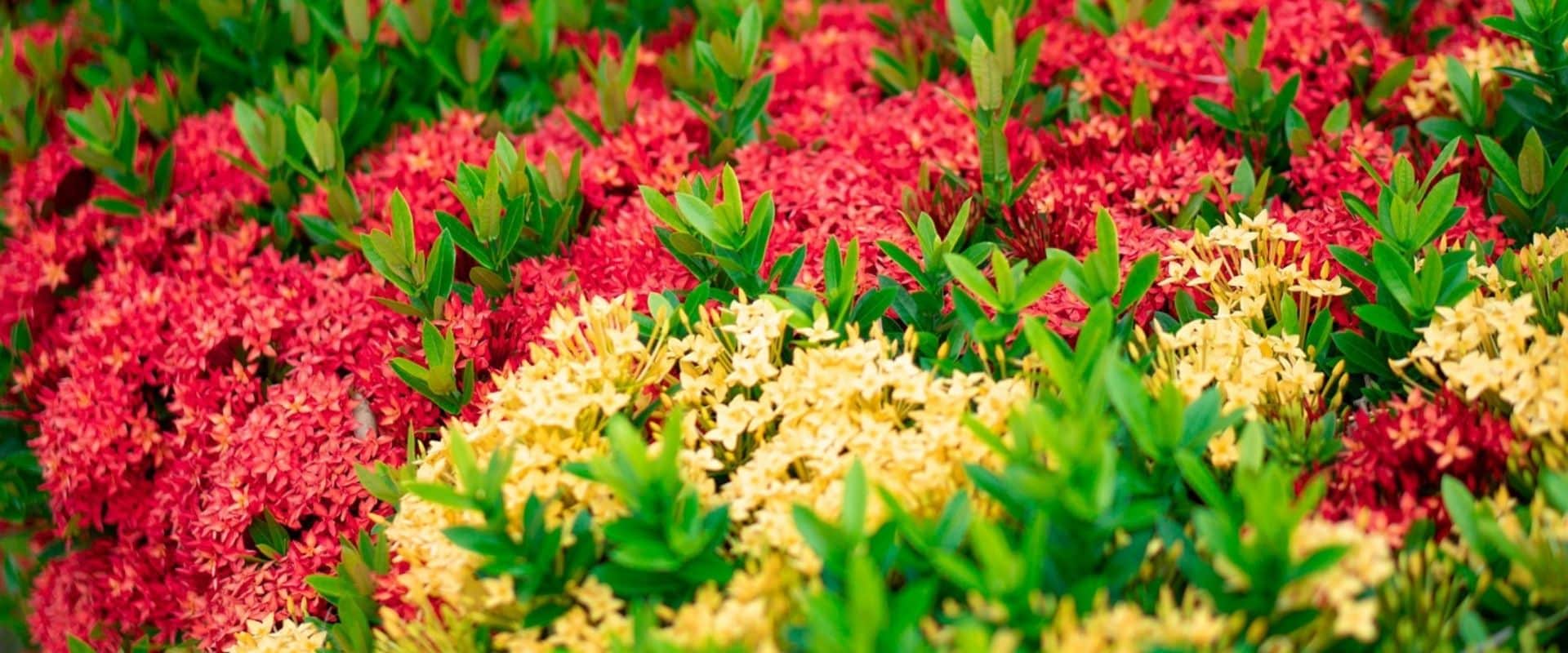 5 Best Plants for Palm Beach Coastal Landscapes - Coastal Gardens ...