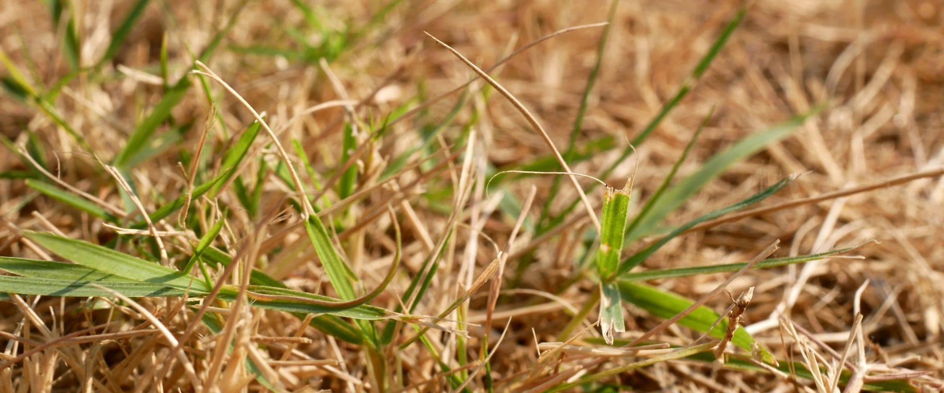 How Sea Spray and Flooding Can Damage Your Palm Beach Lawn - Coastal ...