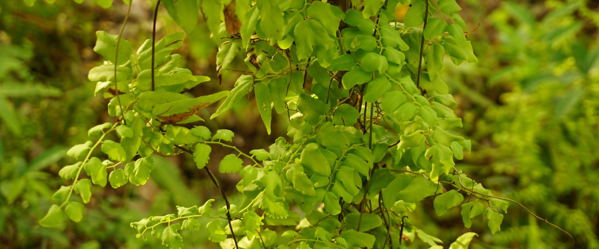 The Invasive Old World Climbing Fern - Coastal Gardens Professionals