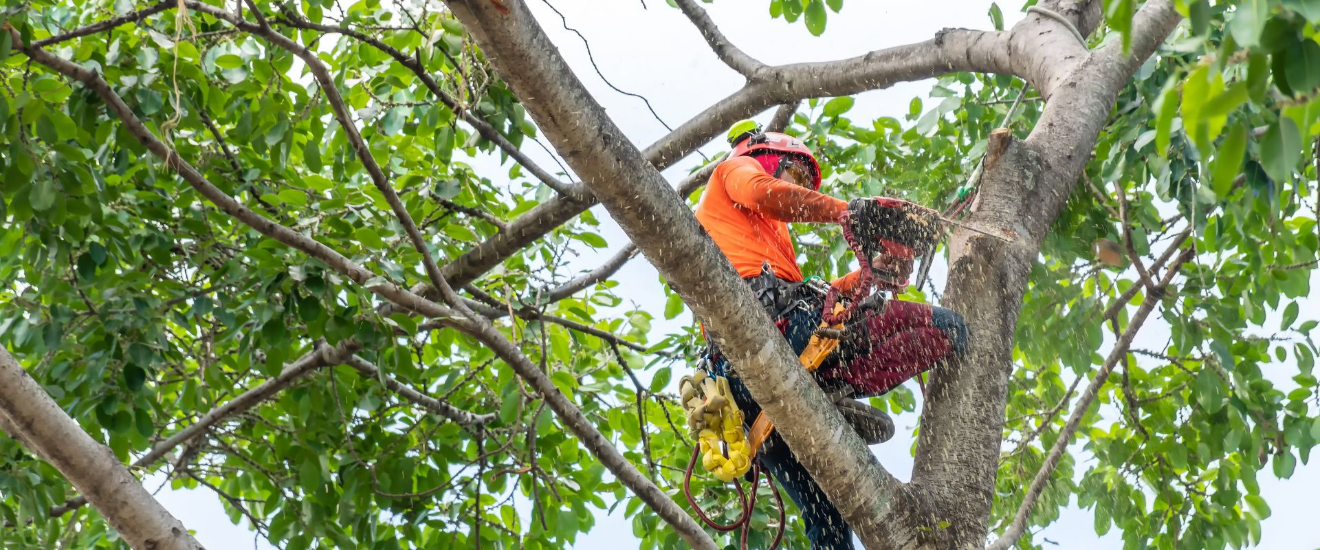 The Different Types of Tree Pruning for Palm Beach Homes - Coastal ...