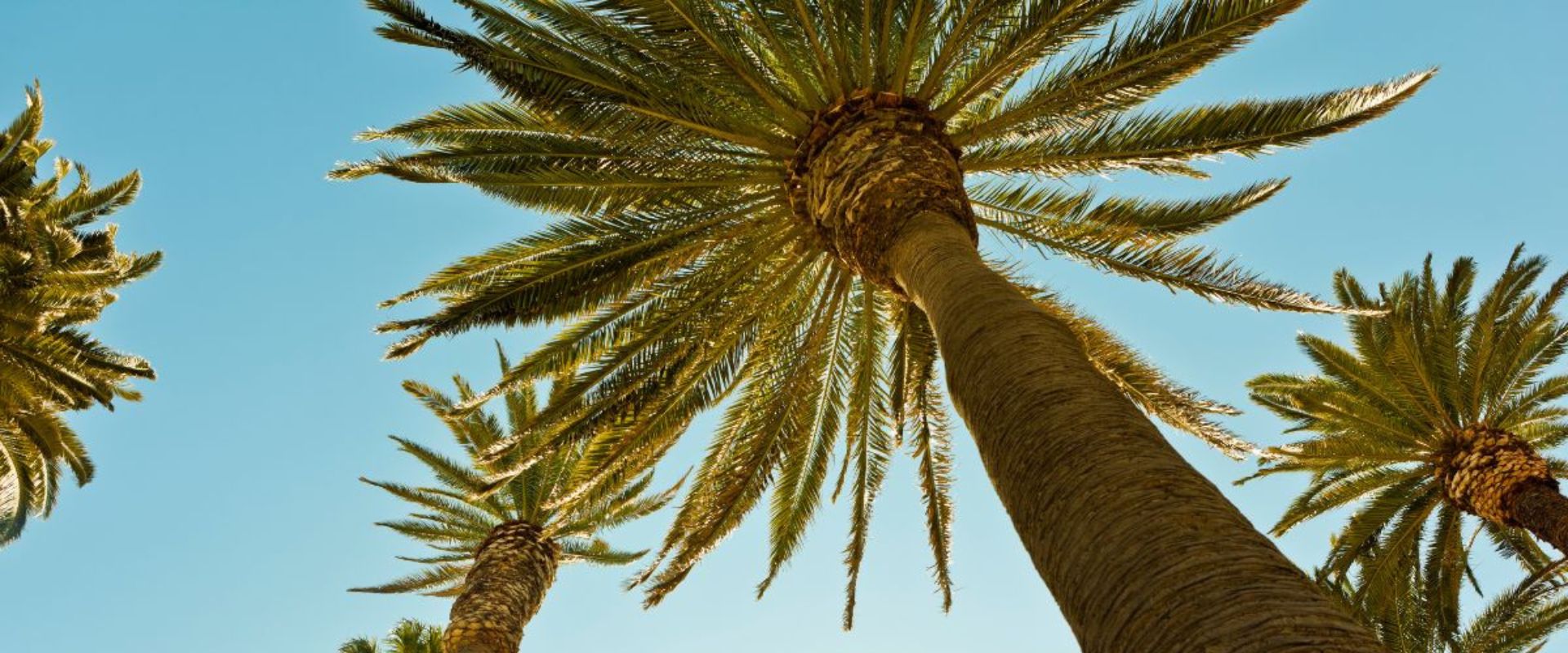 What You Need to Know About Palm Tree Maintenance - Coastal Gardens Professionals