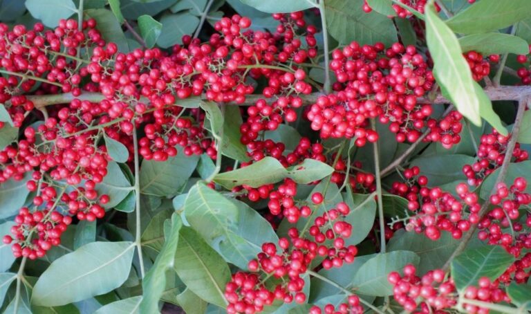 Brazilian Pepper Tree: An Illegal & Invasive Threat to Florida’s Most ...