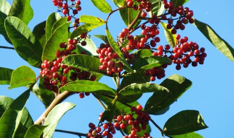 Brazilian Pepper Tree: An Illegal & Invasive Threat to Florida’s Most ...
