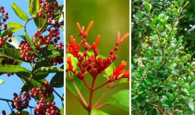 Brazilian Pepper Tree: An Illegal & Invasive Threat to Florida’s Most ...